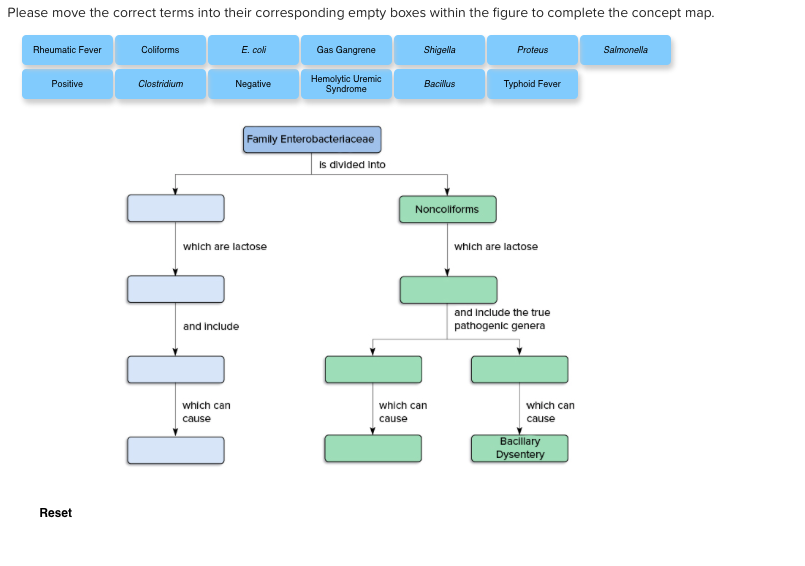 Solved Please move the correct terms into their | Chegg.com