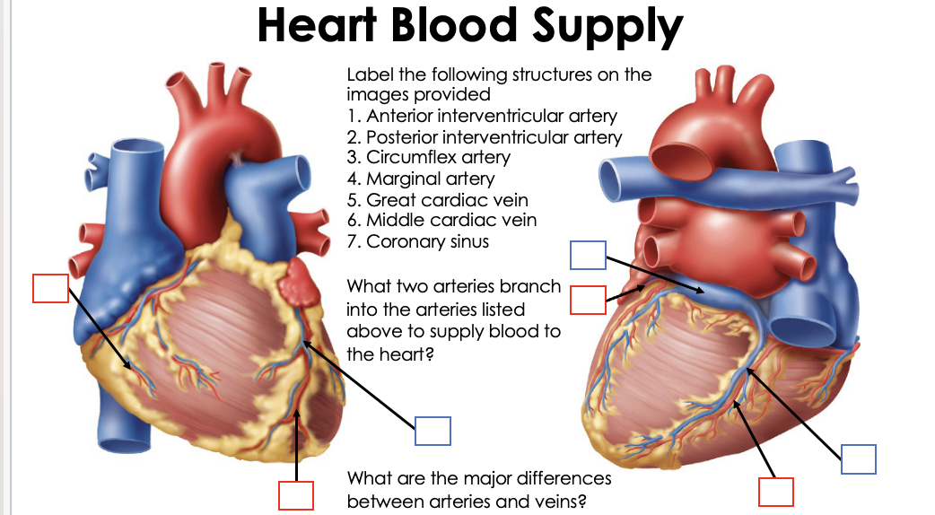 Solved Head and Nec Vasculature Label the following arteries | Chegg.com