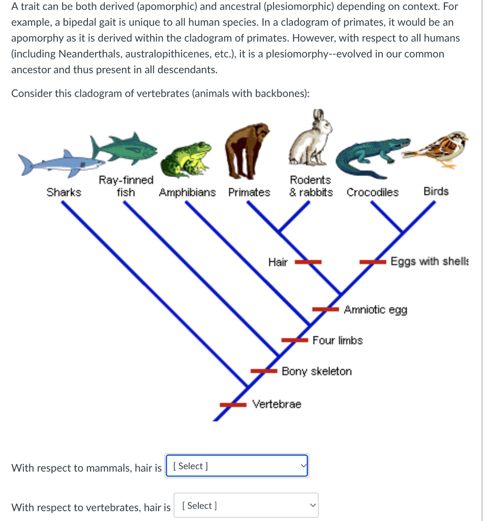 Solved A trait can be both derived (apomorphic) and | Chegg.com