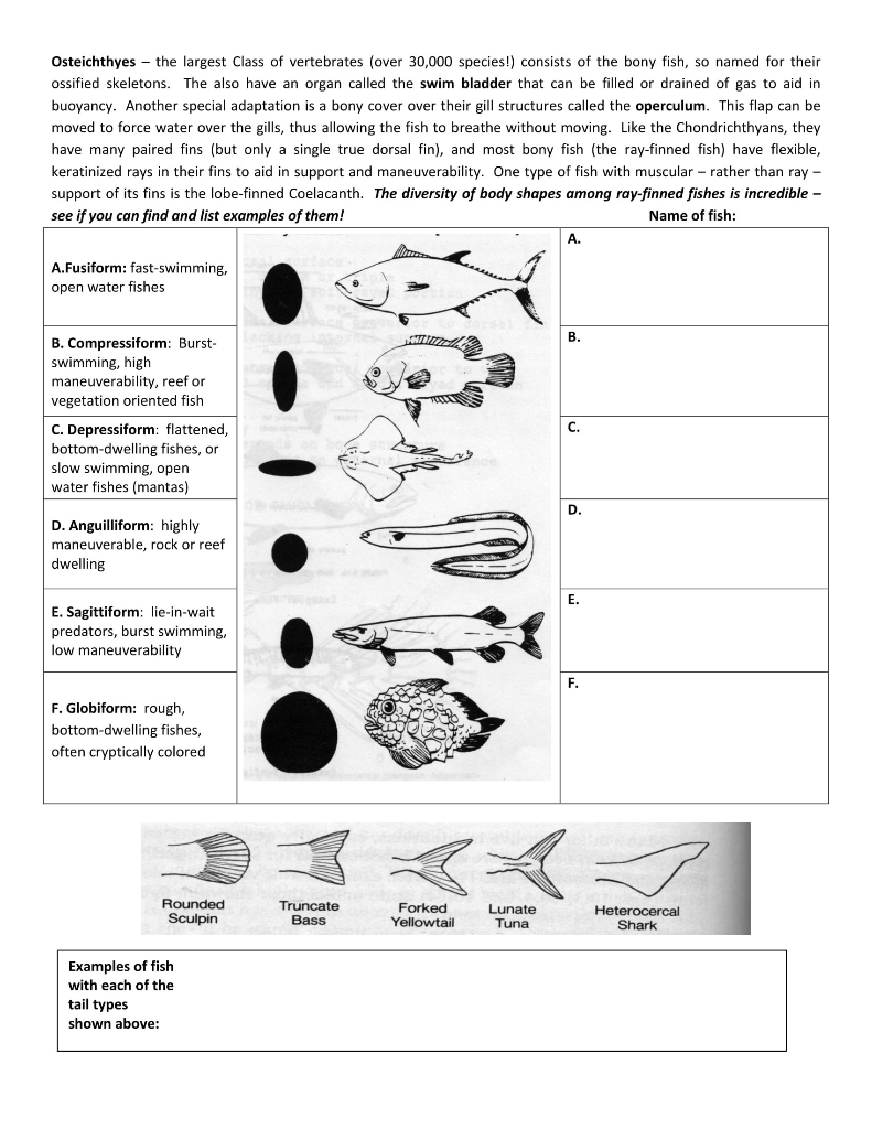 Solved The Diversity Of Body Shapes Among Ray finned Fishes Chegg