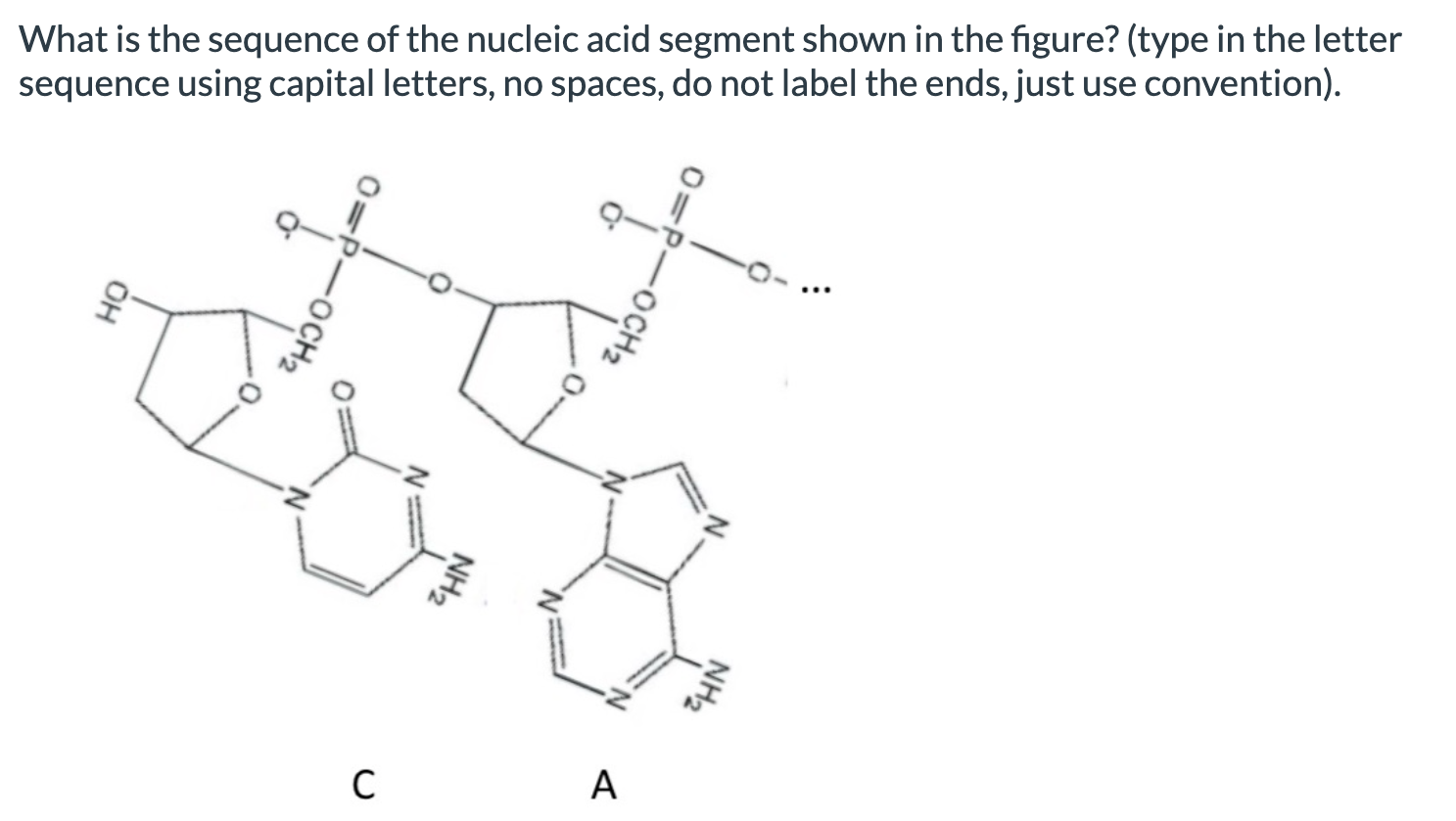 Solved What is the sequence of the nucleic acid segment | Chegg.com