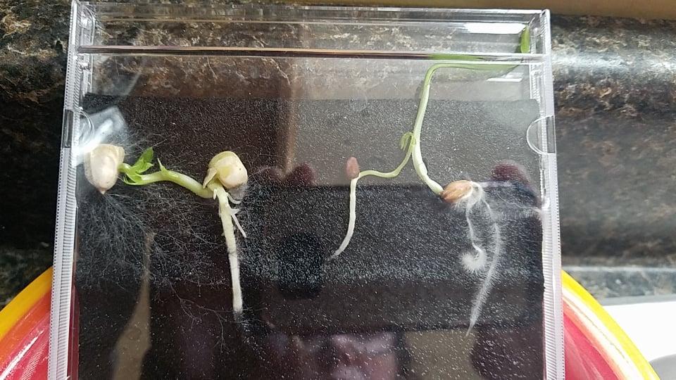 Solved To see how root system morphology differs in | Chegg.com