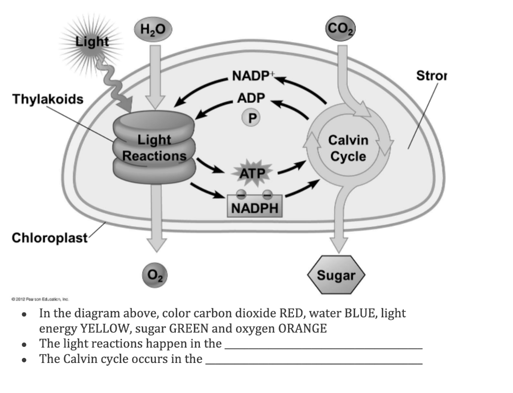 Light Reactions And Calvin Cycle Of Photosynthesis