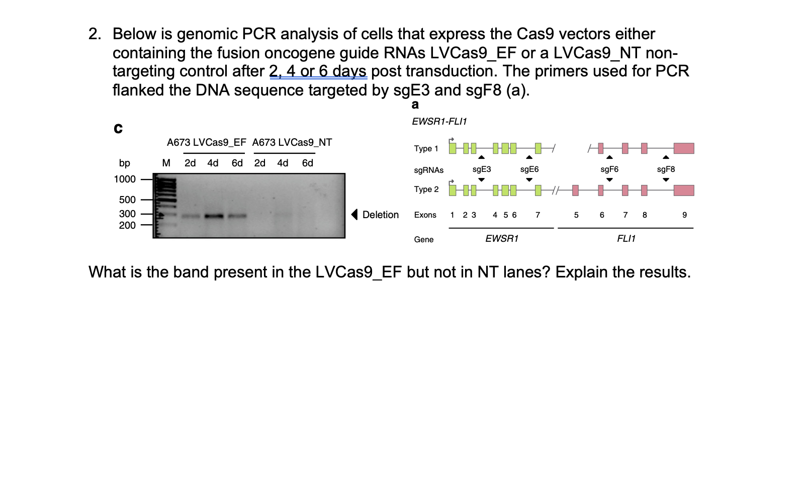 Solved 2. Below is genomic PCR analysis of cells that | Chegg.com