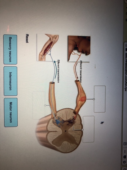 Solved Identify The Functional Classification Of The Neurons Chegg