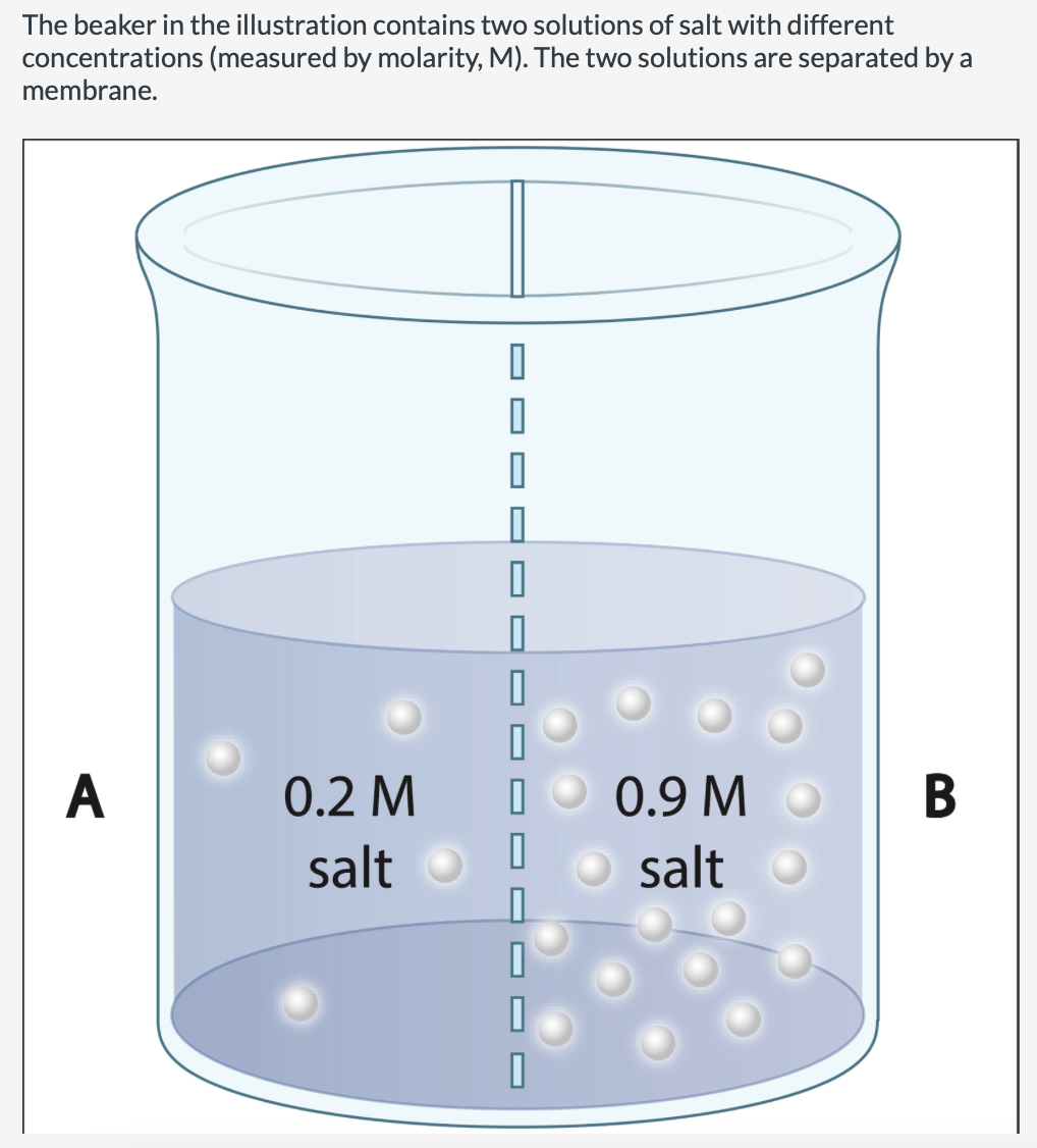 Solved If the membrane were permeable to both salt and | Chegg.com