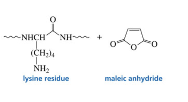 Solved Draw the product obtained when a lysine side chain in | Chegg.com
