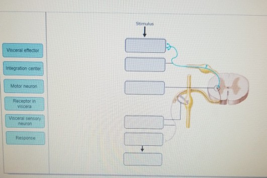 Solved Stimulus Visceral effector Integration center Motor | Chegg.com