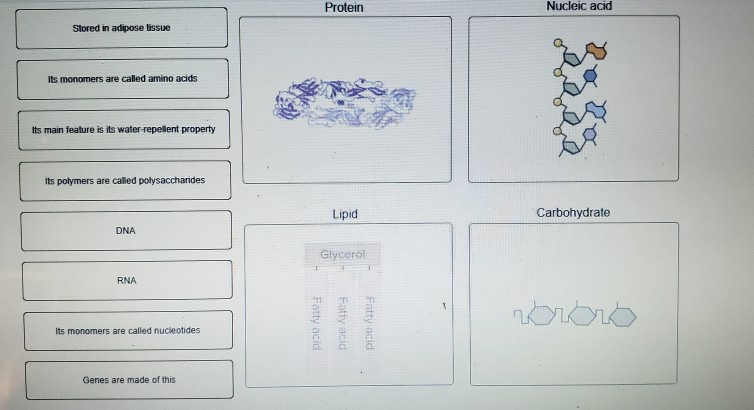 Solved Monomer-polymer matchup Classify each item by the | Chegg.com