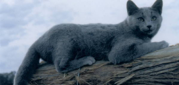 Solved D gene locus: intense colour d gene locus: dilute | Chegg.com