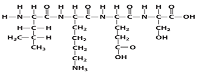Solved Given the following peptide chain: 28a) 0.5 | Chegg.com