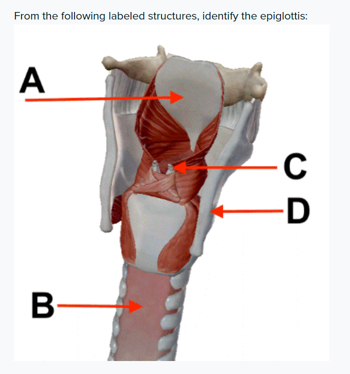 Solved From the following labeled structures, identify the | Chegg.com