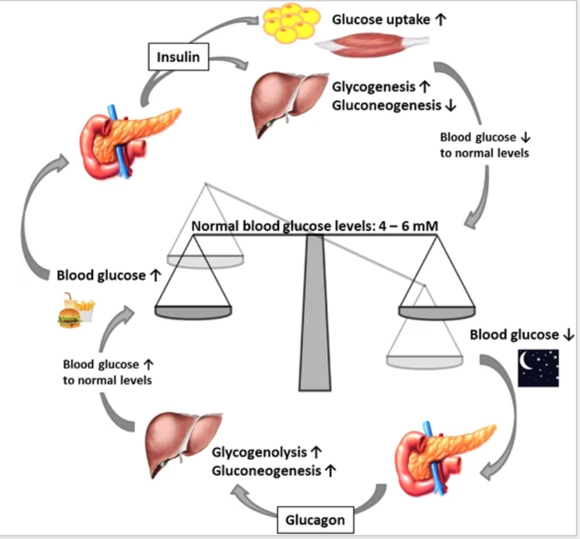 Feedback Loop Diagram Insulin