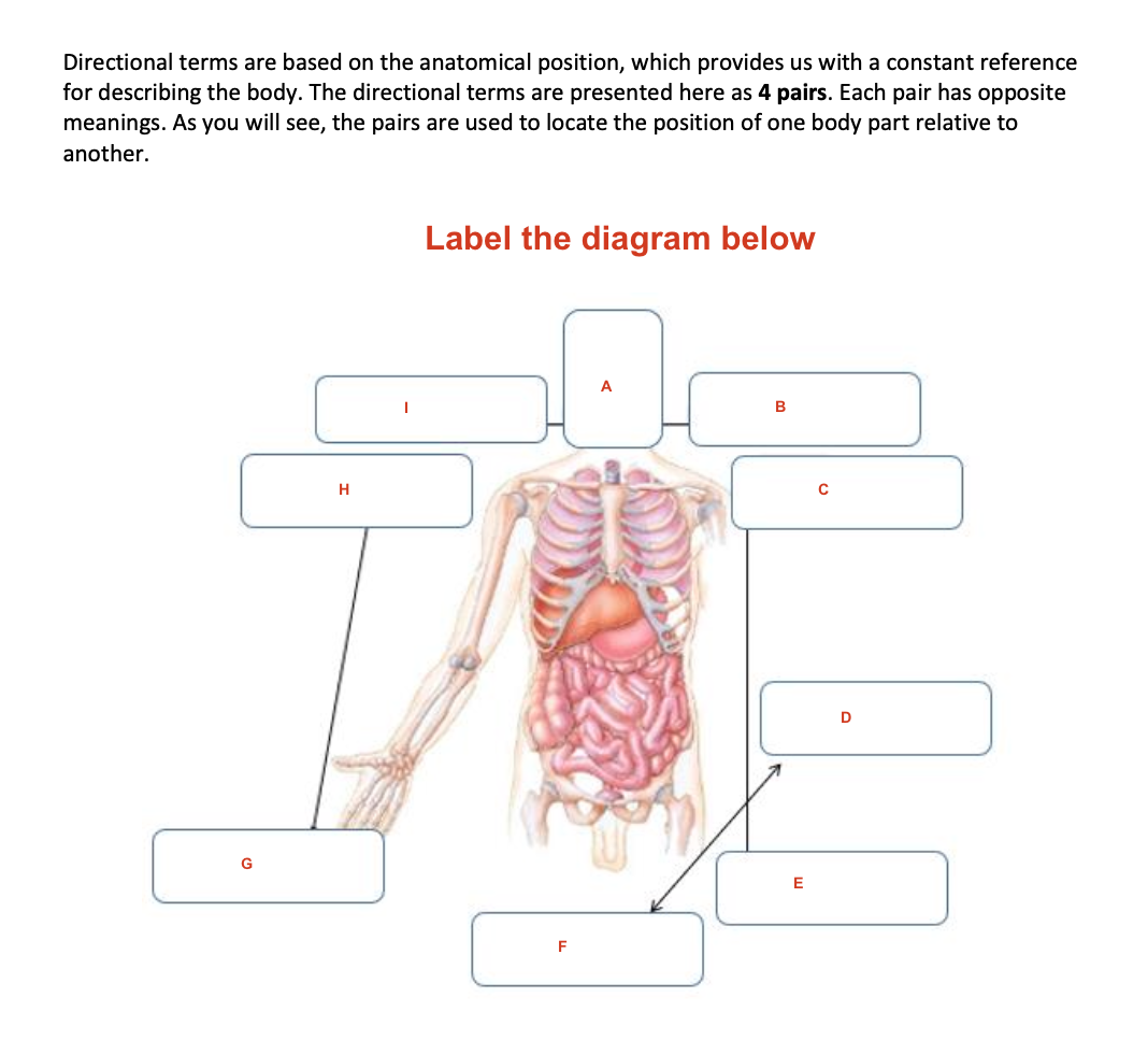 Solved Directional terms are based on the anatomical | Chegg.com