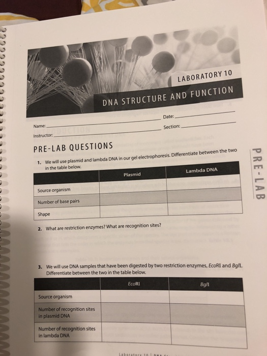Solved LABORATORY 10 DNA STRUCTURE AND FUNCTION Date: Name: | Chegg.com
