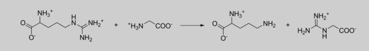 Solved In creatine synthesis, the following transformation | Chegg.com