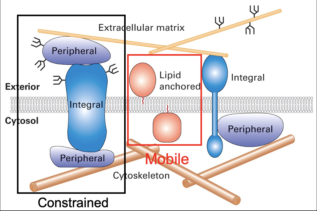 Lipid Anchored Proteins