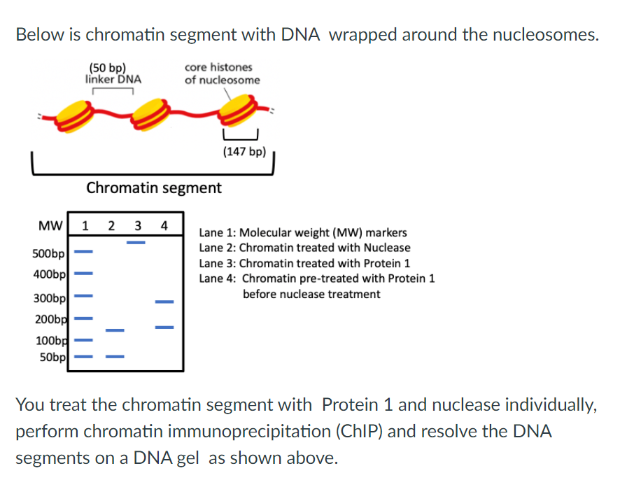 Solved Below is chromatin segment with DNA wrapped around | Chegg.com