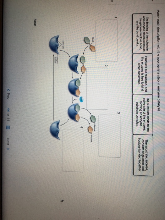 Solved Match each description with the appropriate step in | Chegg.com