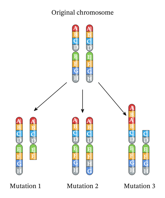 Solved Analyze the chromosomes in Figure 2, then answer the | Chegg.com