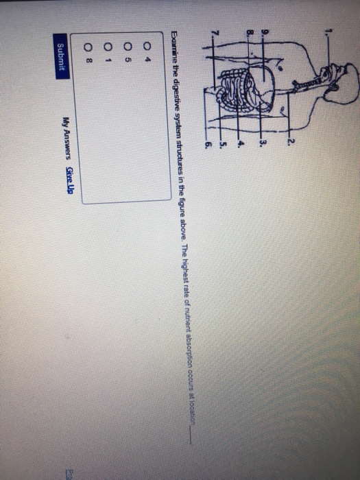 Solved Examine the digestive system structures in the figure | Chegg.com