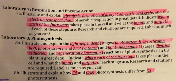 Solved Laboratory 7: Respiration and Enzyme Action 7a. | Chegg.com