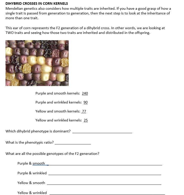 Solved DIHYBRID CROSSES IN CORN KERNELS Mendelian genetics | Chegg.com