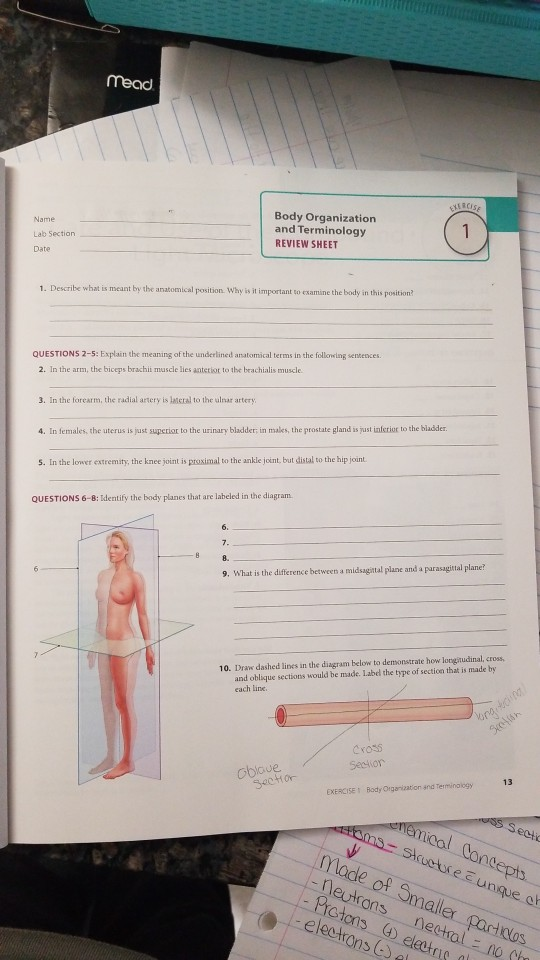 Laboratory Exercise 1 Body Organization And Terminology Answers Laboratory Exercise 1 Body Organization And Terminology Answers
