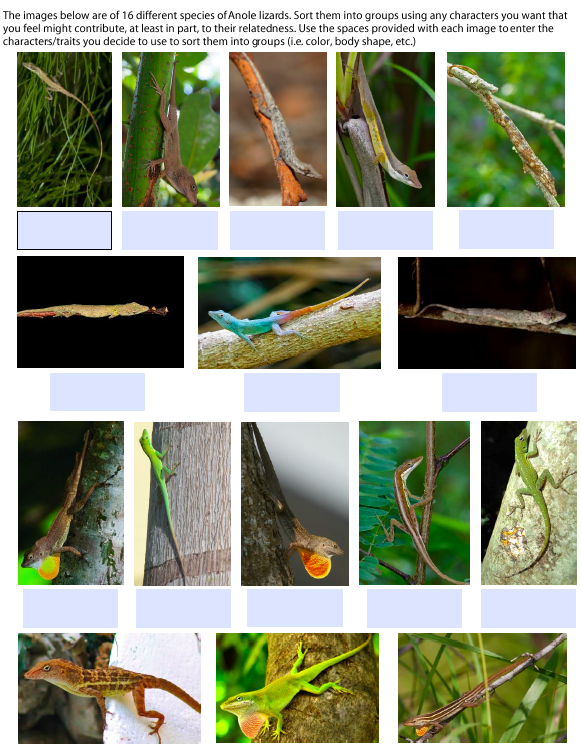 Solved Examine the photographs of 16 species of anole | Chegg.com