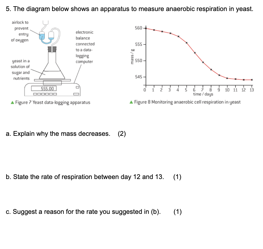 Anaerobic Respiration In Yeast