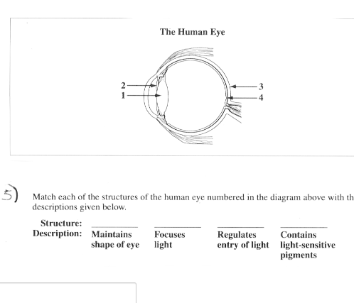 Solved Match each of the structures of the human eye | Chegg.com