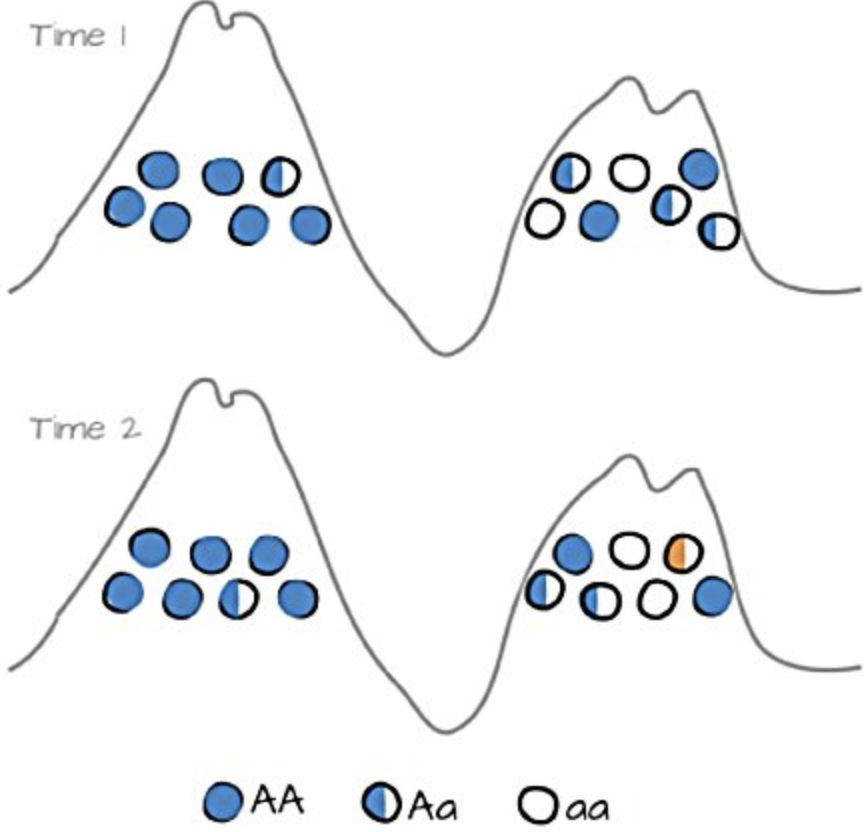 Solved This model suggests that there is a barrier to gene | Chegg.com Solved This model suggests that there is a barrier to gene | Chegg.com