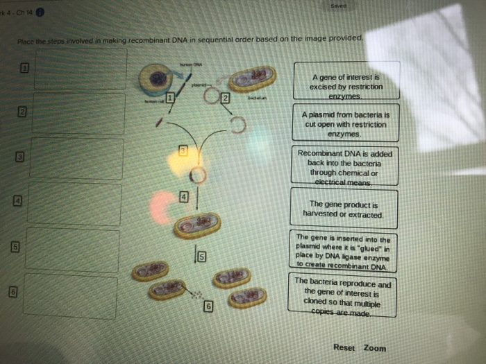 Solved Place the steps involved in making recombinant DNA in | Chegg.com