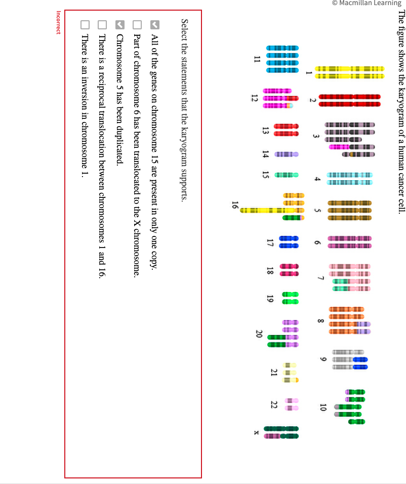 Solved The figure shows the karyogram of a human cancer | Chegg.com