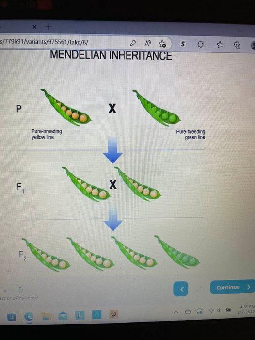 Solved MENDELIAN INHERITANCE Refer to the diagram at the | Chegg.com