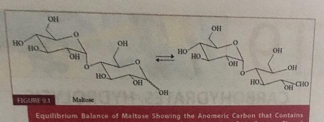 Solved Draw the 2 versions of maltose and circle the | Chegg.com