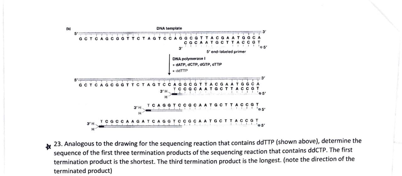 Solved First Termination product: 3' _______________________ | Chegg.com