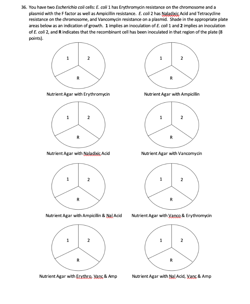 Solved 36. You have two Escherichia coli cells: E. coli 1 | Chegg.com