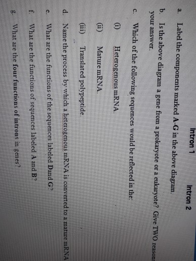 Solved 2. The following is a diagram of a gene and its | Chegg.com