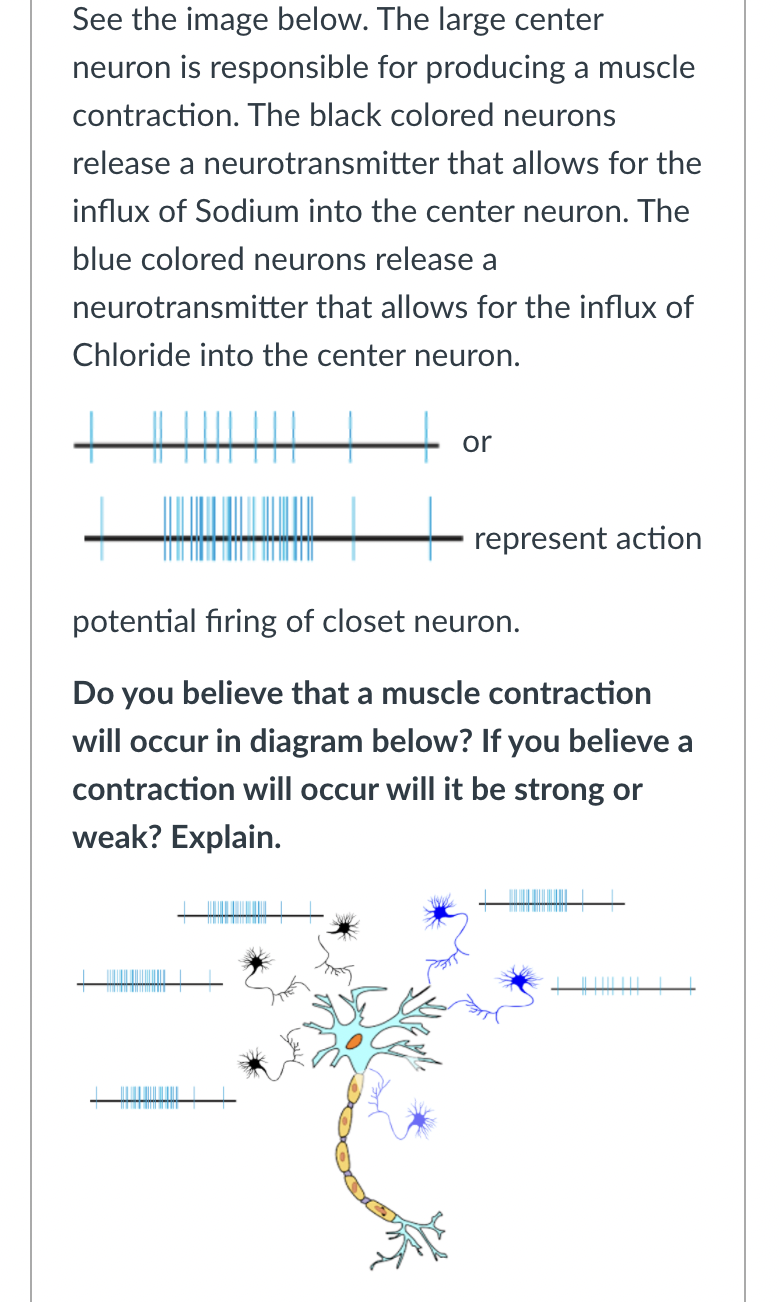 Solved See the image below. The large center neuron is | Chegg.com