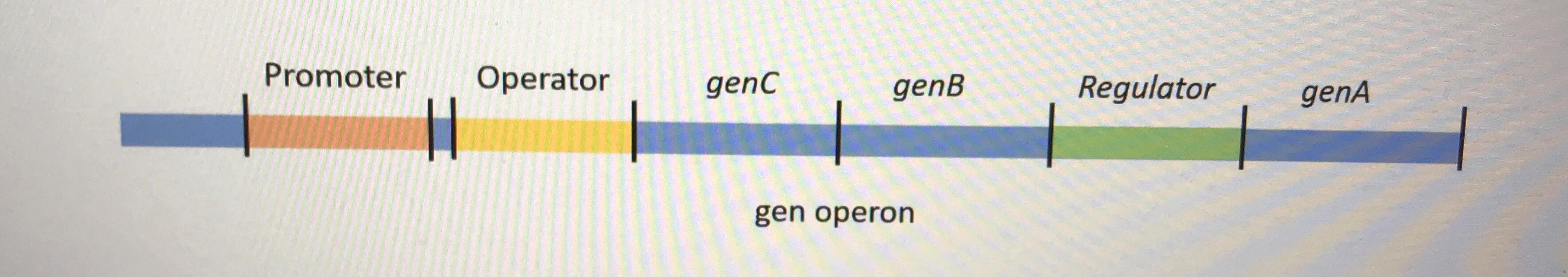 Solved operon (gen) in E. coli which contains structural | Chegg.com