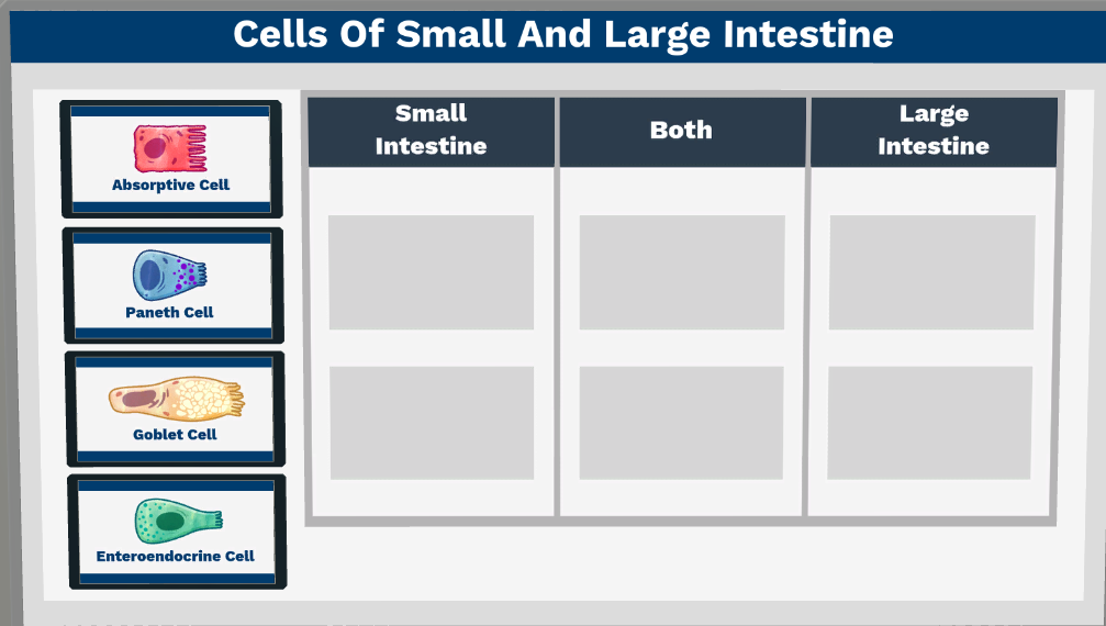 Solved Cells Of Small And Large Intestine | Chegg.com
