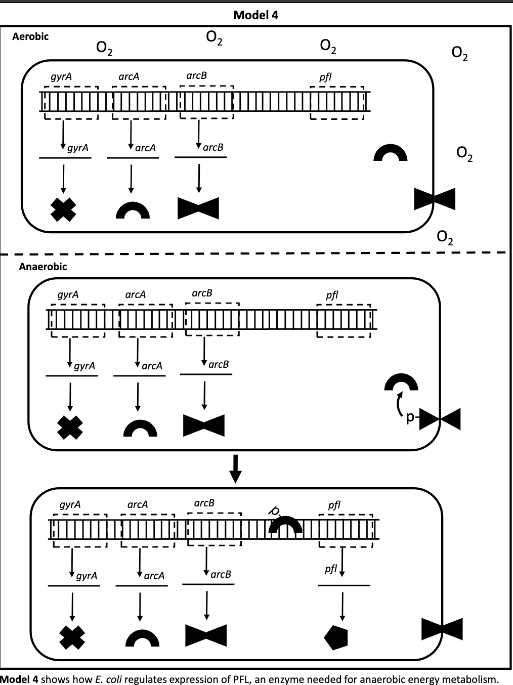 Solved Model 4 Aerobic44. Is this an example of | Chegg.com