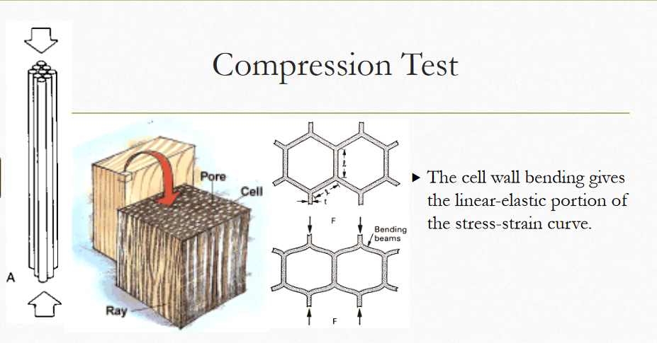 Solved Compression Test- Wood specimens "Wood differs from | Chegg.com