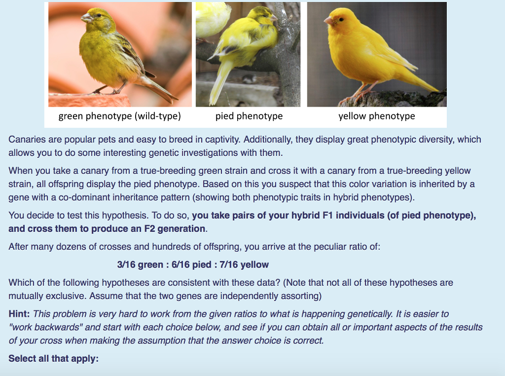 Solved Canaries are popular pets and easy to breed in | Chegg.com