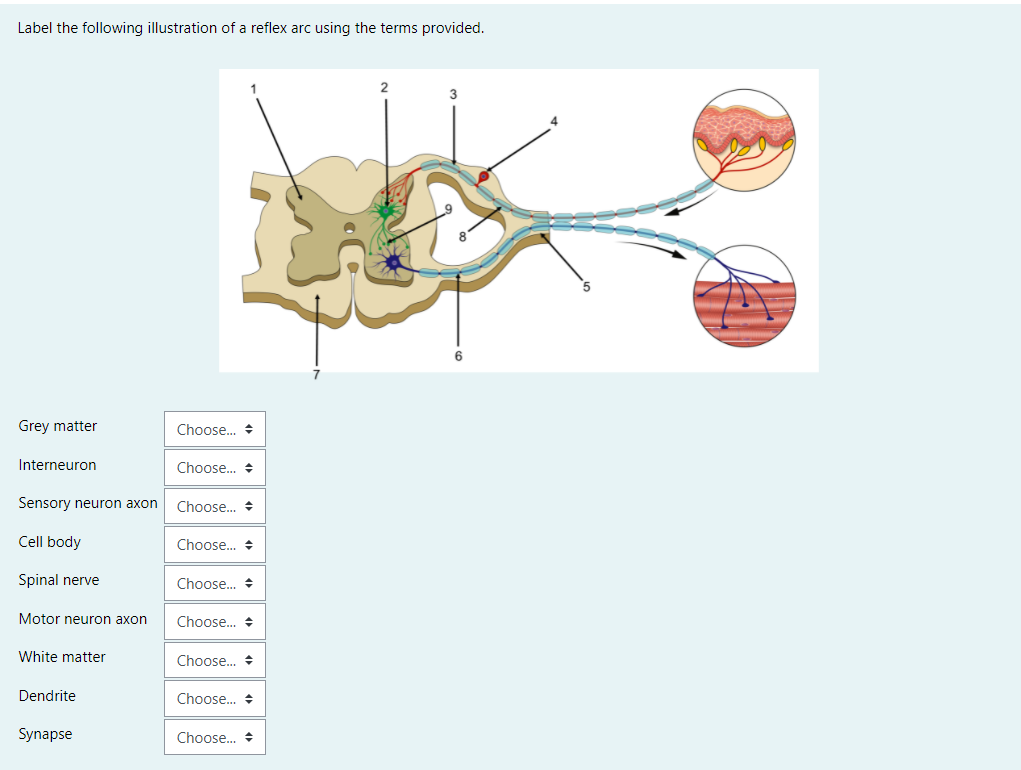 Solved Label the following illustration of a reflex arc | Chegg.com