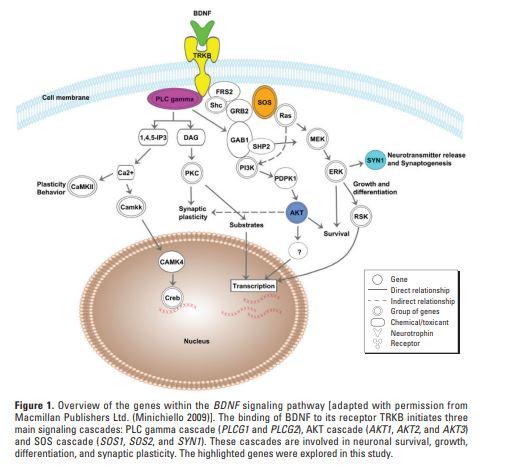 Creb Signaling Pathway