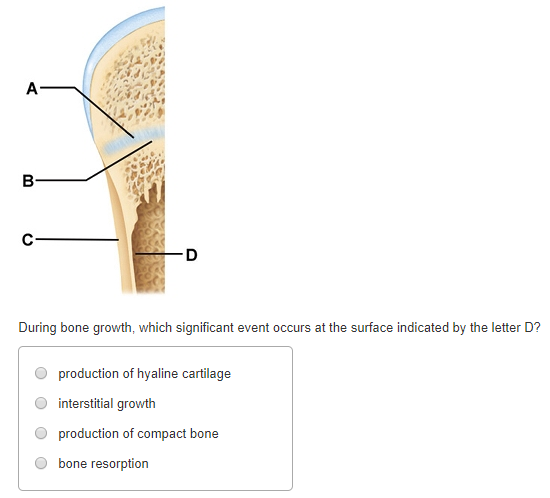 Solved During bone growth, which significant event occurs at | Chegg.com