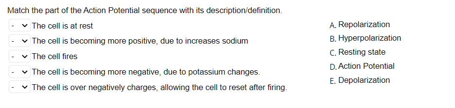 Match The Part Of The Action Potential Sequence With