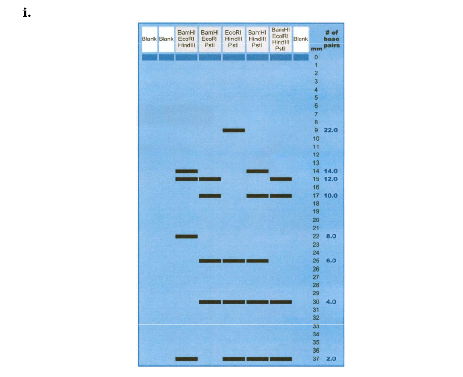 Solved h. Blank EcoRI BamHI BamHI BamHI Hindill EcoRI Psti | Chegg.com